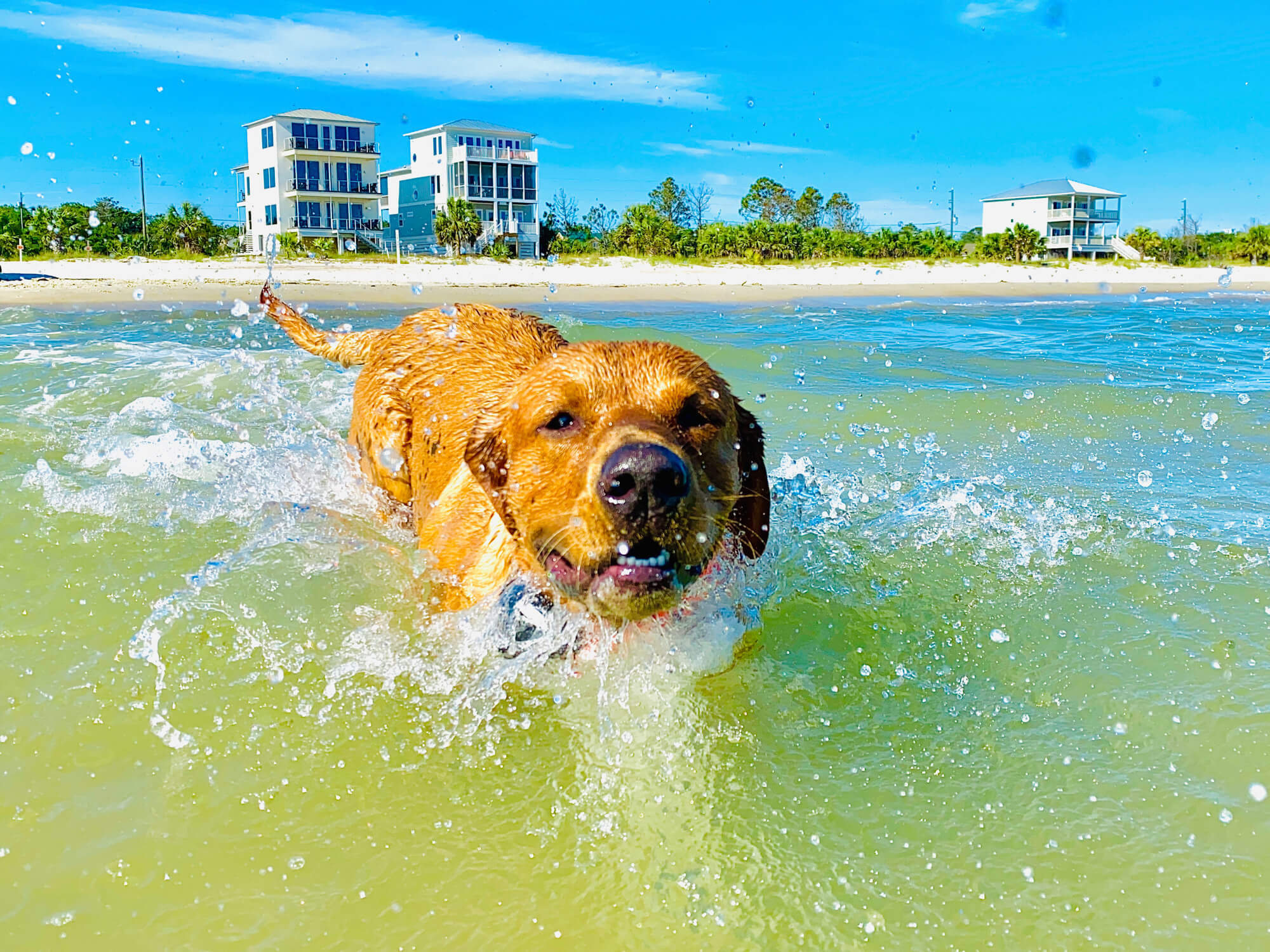 The Best Dog-Friendly Condo Communities in Stuart FL | Fulton Grace Realty