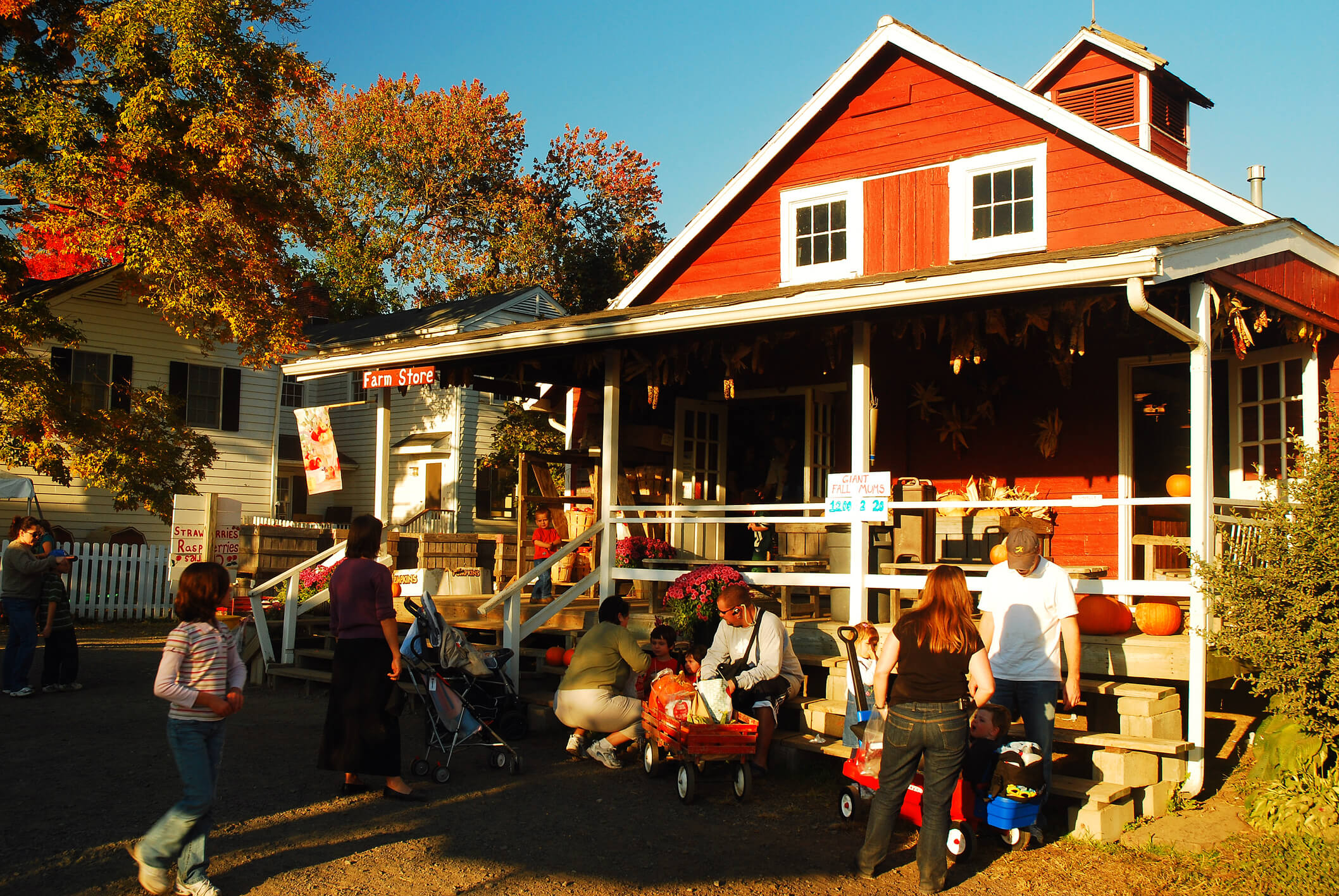 The Best Pumpkin Patches and Apple Orchards Near Chicago | Fulton Grace ...